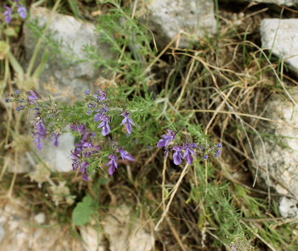 sarmaşdolaş hepsi – Yazı yaban